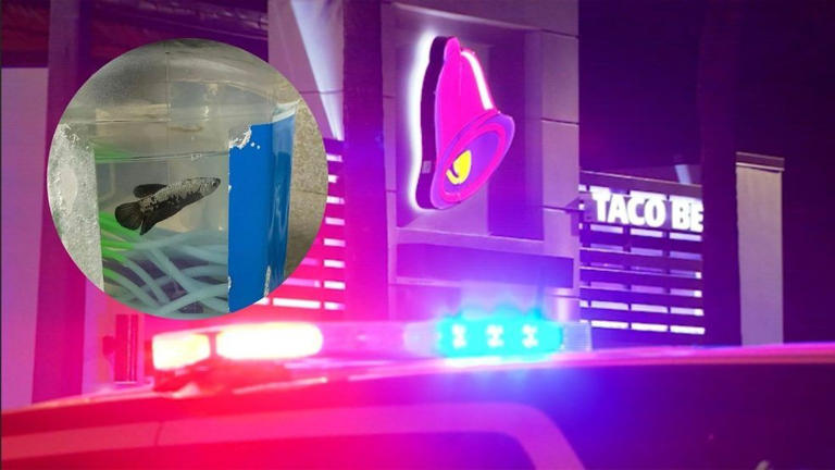 Florida man nabbed outside Taco Bell with pants down, live fish named ...