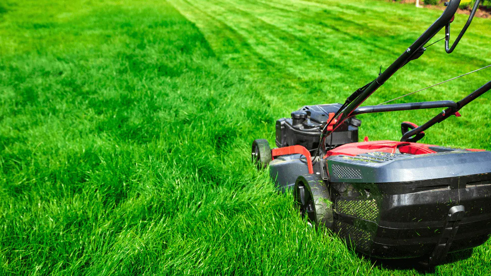 What to do in your lawn in the first two weeks of June