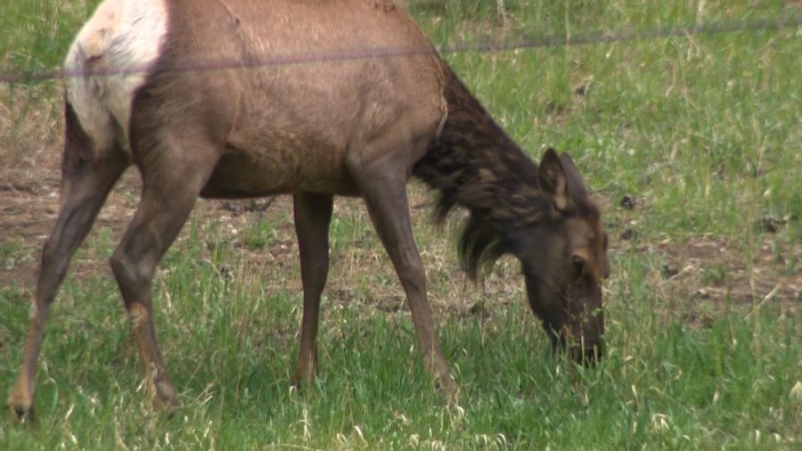 ‘Thought we might die’: Two terrifying elk encounters in Colorado