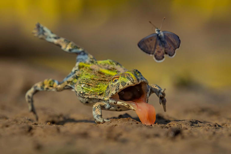 Las impactantes imágenes del GDT Nature Photographer of the Year 2026