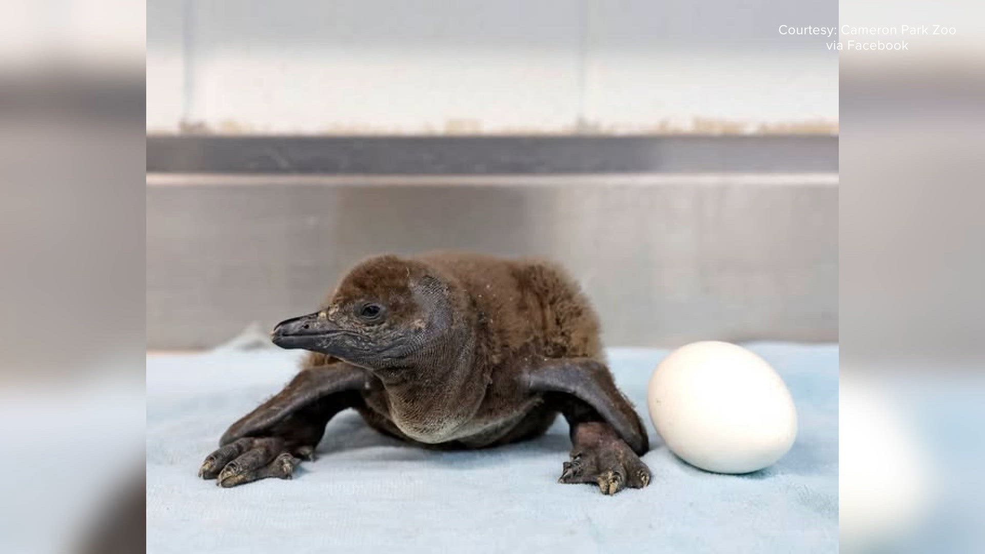 Second penguin chick born at Cameron Park Zoo