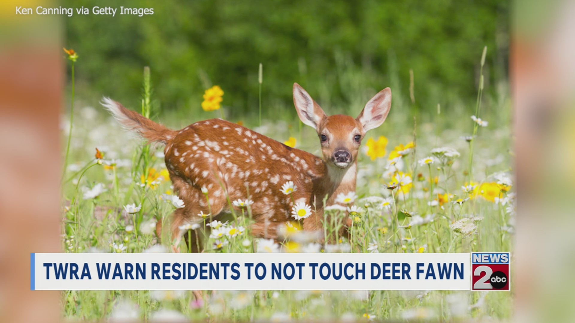 TWRA warn residents not to touch deer fawn