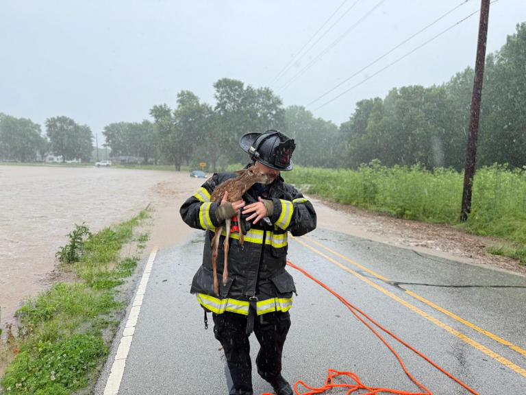 Watch: Fire crews save fawn stuck in raging floodwaters