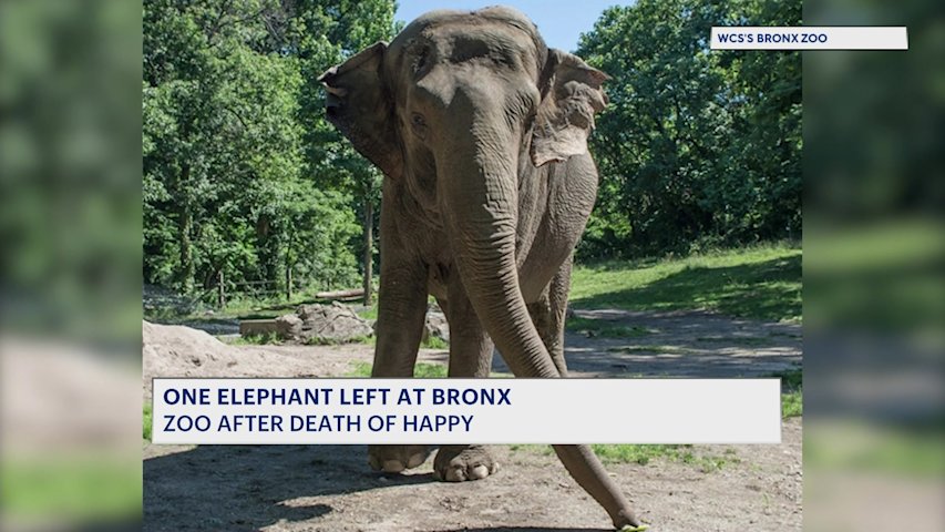 One elephant left at Bronx Zoo following death of another elephant ...