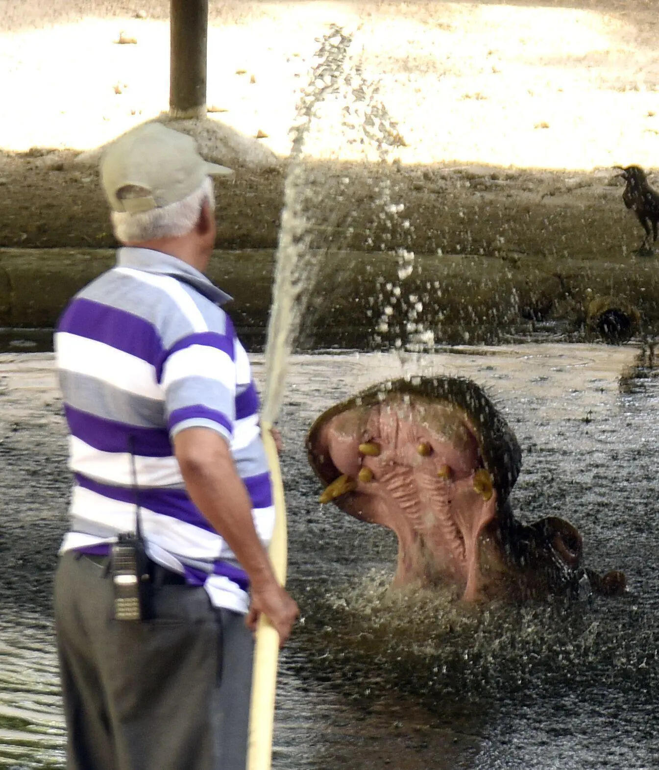 Zoo animals in Ahmedabad and Gandhinagar put on intense hydration therapy