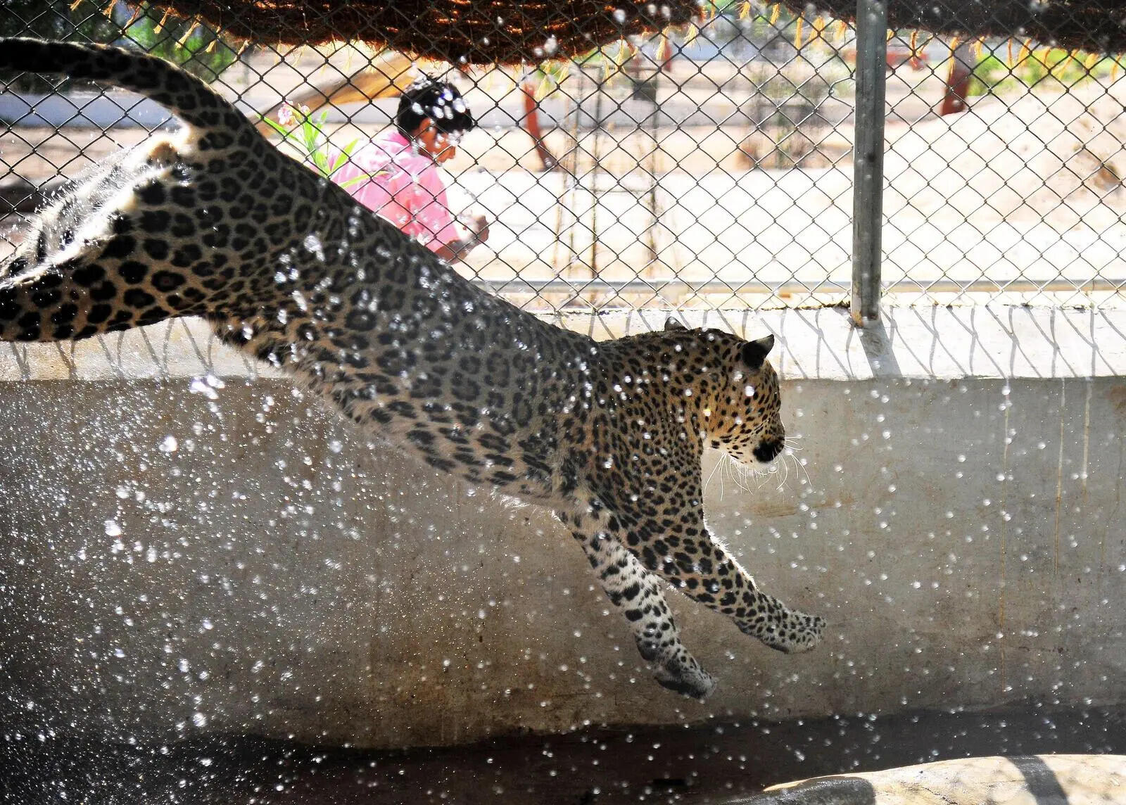 Watermelon sugar high: Indroda big cats, birds shift to juicy diet to ...