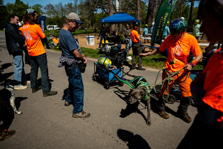 Tree climbers converge for North American Tree Climbing Competition