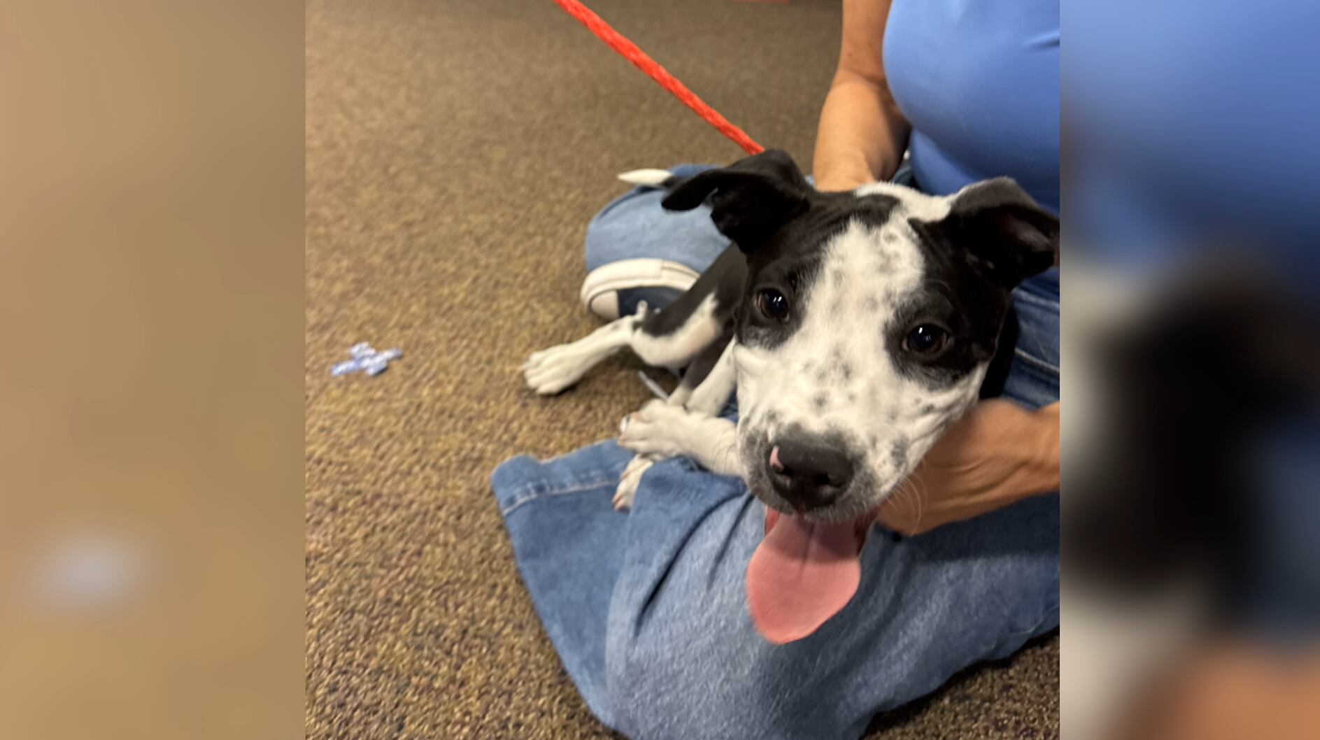 Energetic puppy Cosmo seeks home at Mesa County Animal Services
