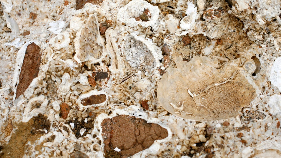 Three marine fossil discoveries reshape ancient ocean timeline