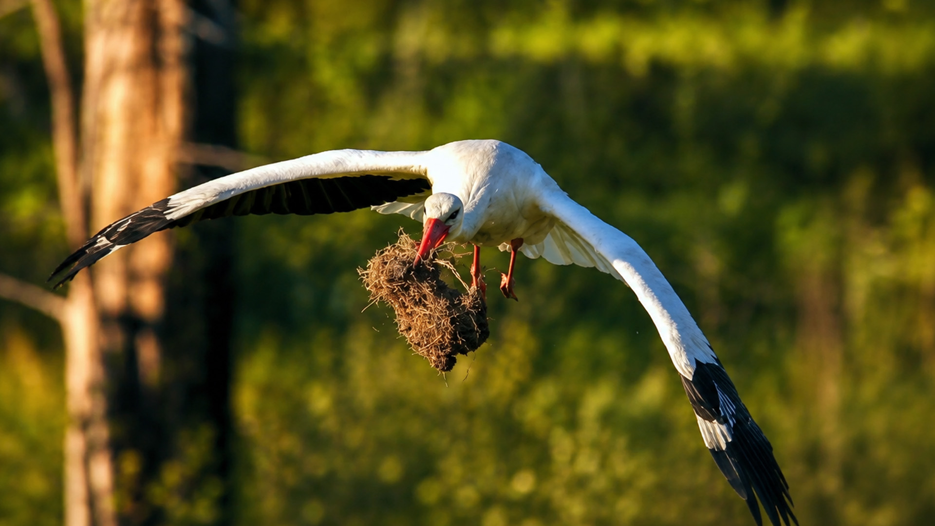 This giant bird was caught gathering materials for its nest