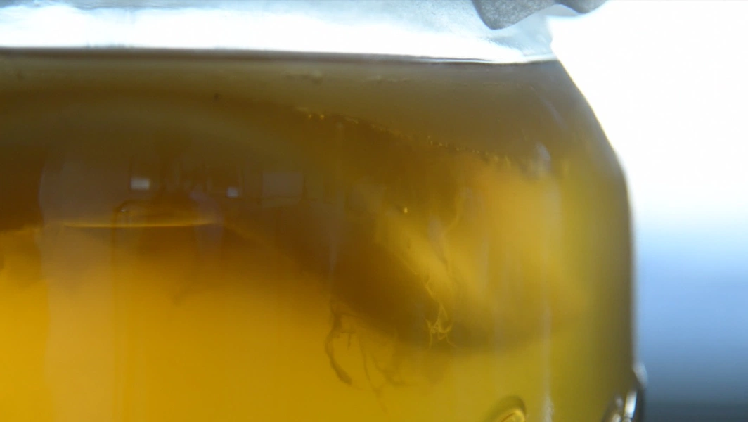 Polish study finds tea type shapes kombucha’s health profile