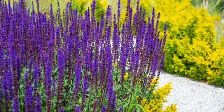These low-maintenance perennial flowers will come back year after year