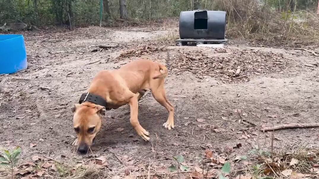 Three men face federal charges in Union County dog-fighting ring