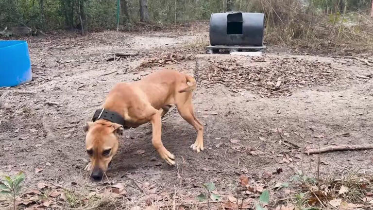 Three men face federal charges in Union County dog-fighting ring