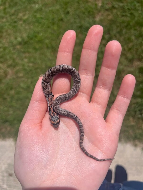 Woman goes to bury 'dead' snake in garage — then it suddenly comes back ...