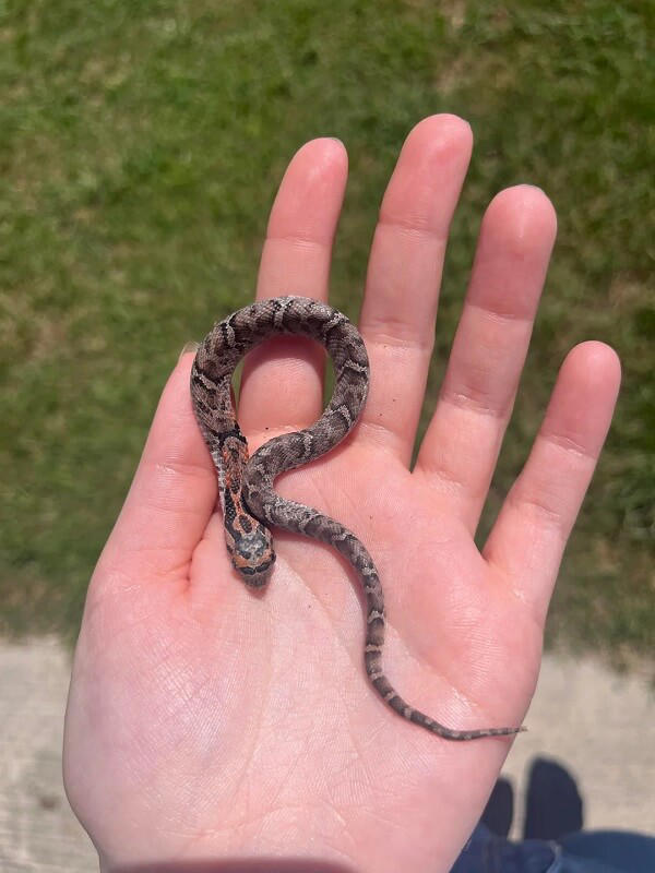 Woman goes to bury 'dead' snake in garage — then it suddenly comes back ...