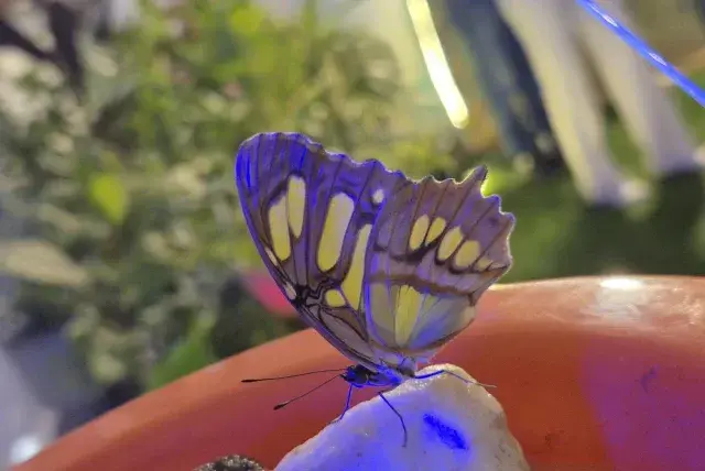 ¿Cómo atraer mariposas a su jardín casero en tres simples pasos ...