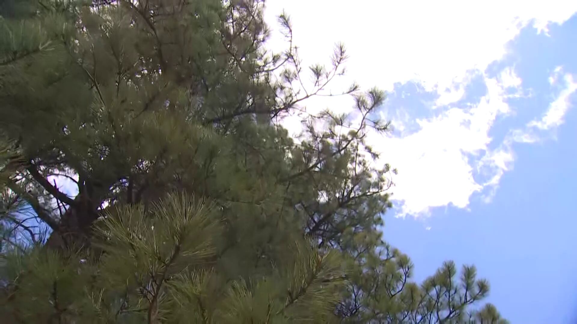 Red flag warning raises wildfire fears in northeastern Arizona