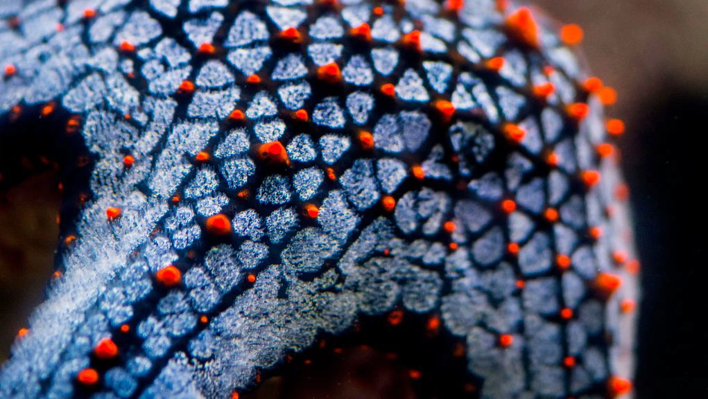 Jaguar-patterned marine worm discovered on Costa Rica beach