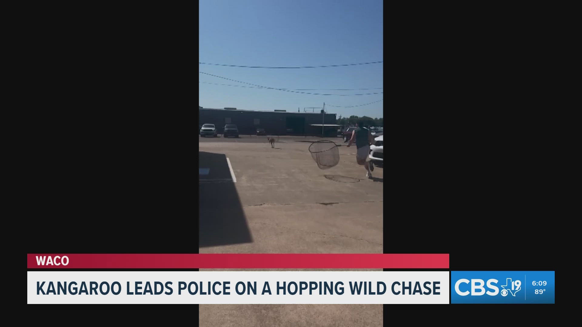 Kangaroo 'Bingus' briefly eludes police before capture in Waco