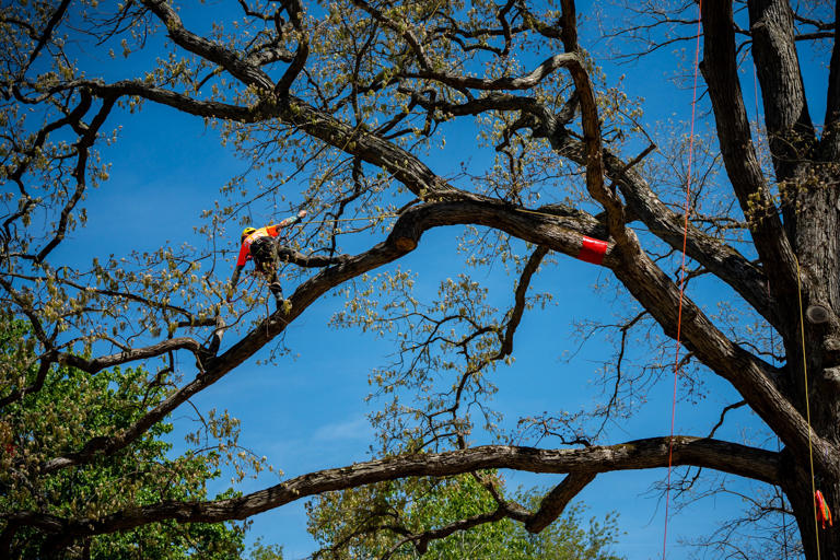 Tree climbers converge for North American Tree Climbing Competition