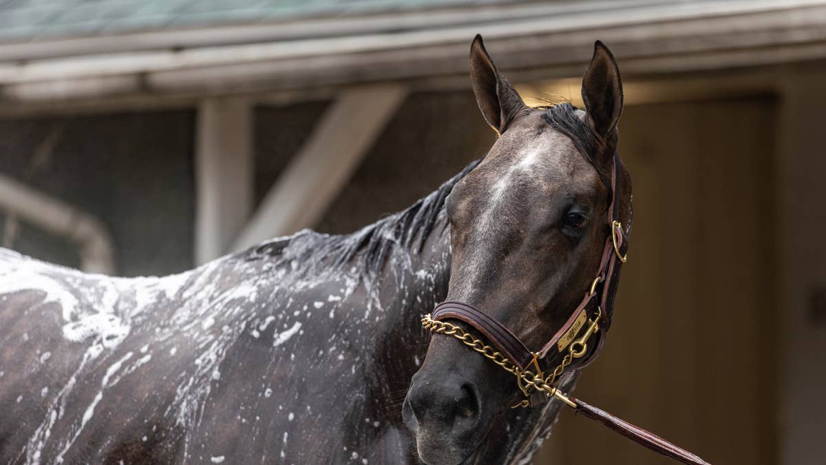 Pavlovian sets sights on Matt Winn Stakes