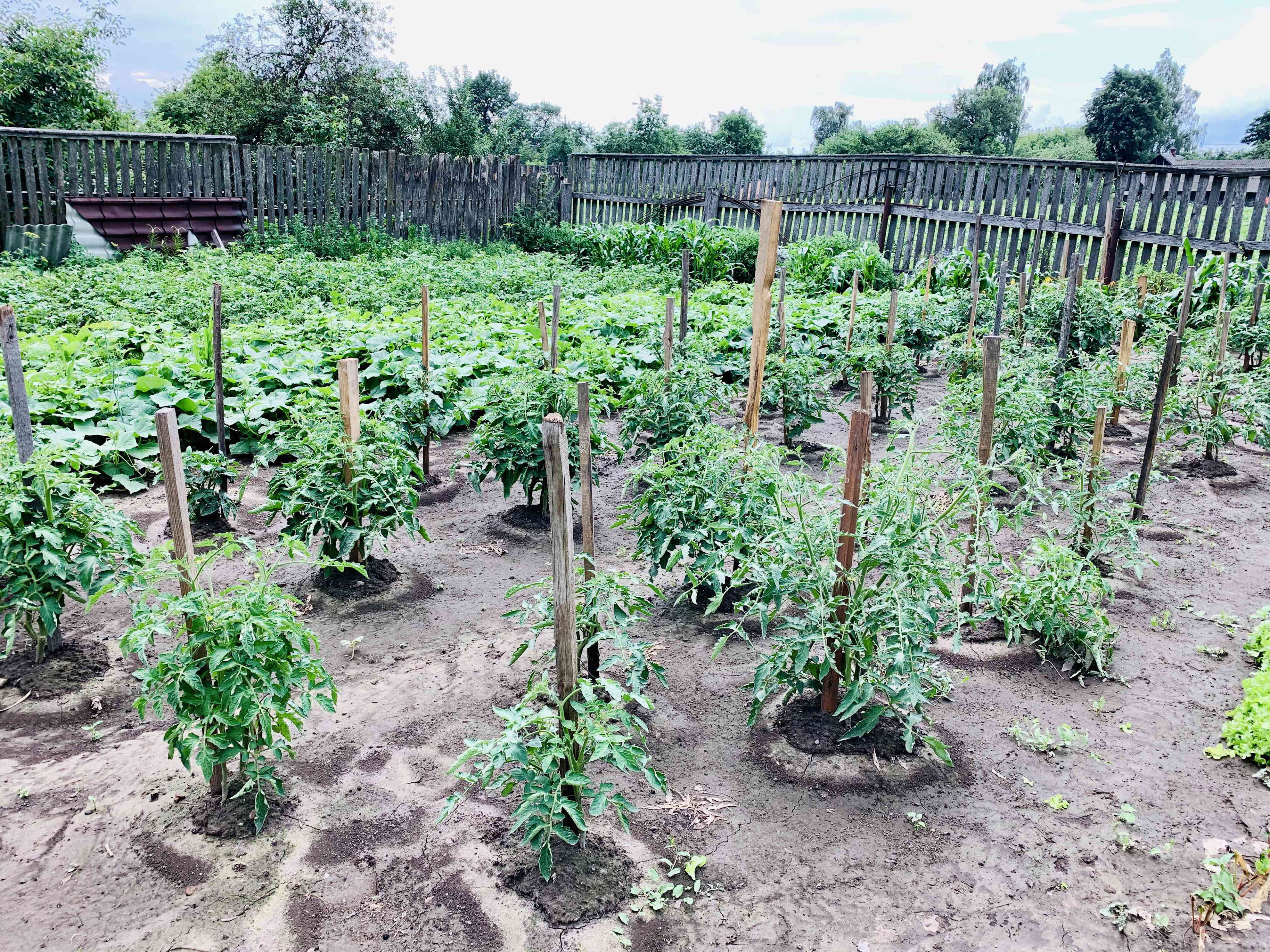 Why spacing tomato plants correctly leads to bigger, healthier crops