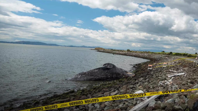 Dead gray whale found in water off San Leandro