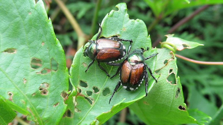 12 reasons why you should put a bar of soap in your garden