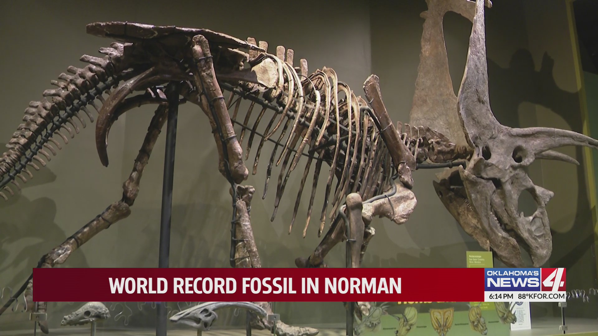World record fossil in Norman