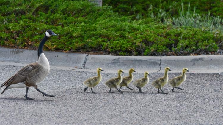 Do not disturb: Why cute baby animals are best left alone