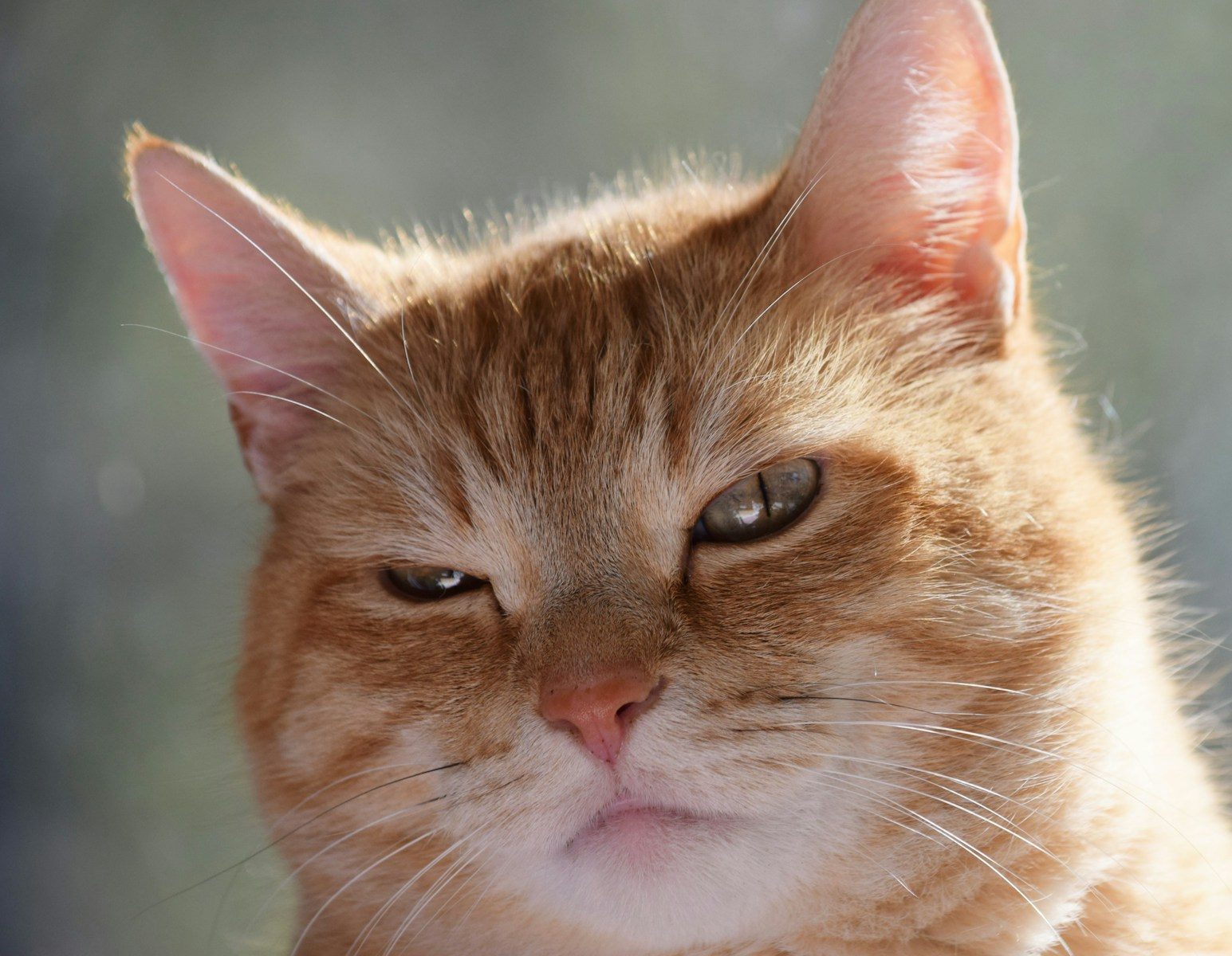 Why does a newly adopted cat cry nonstop?