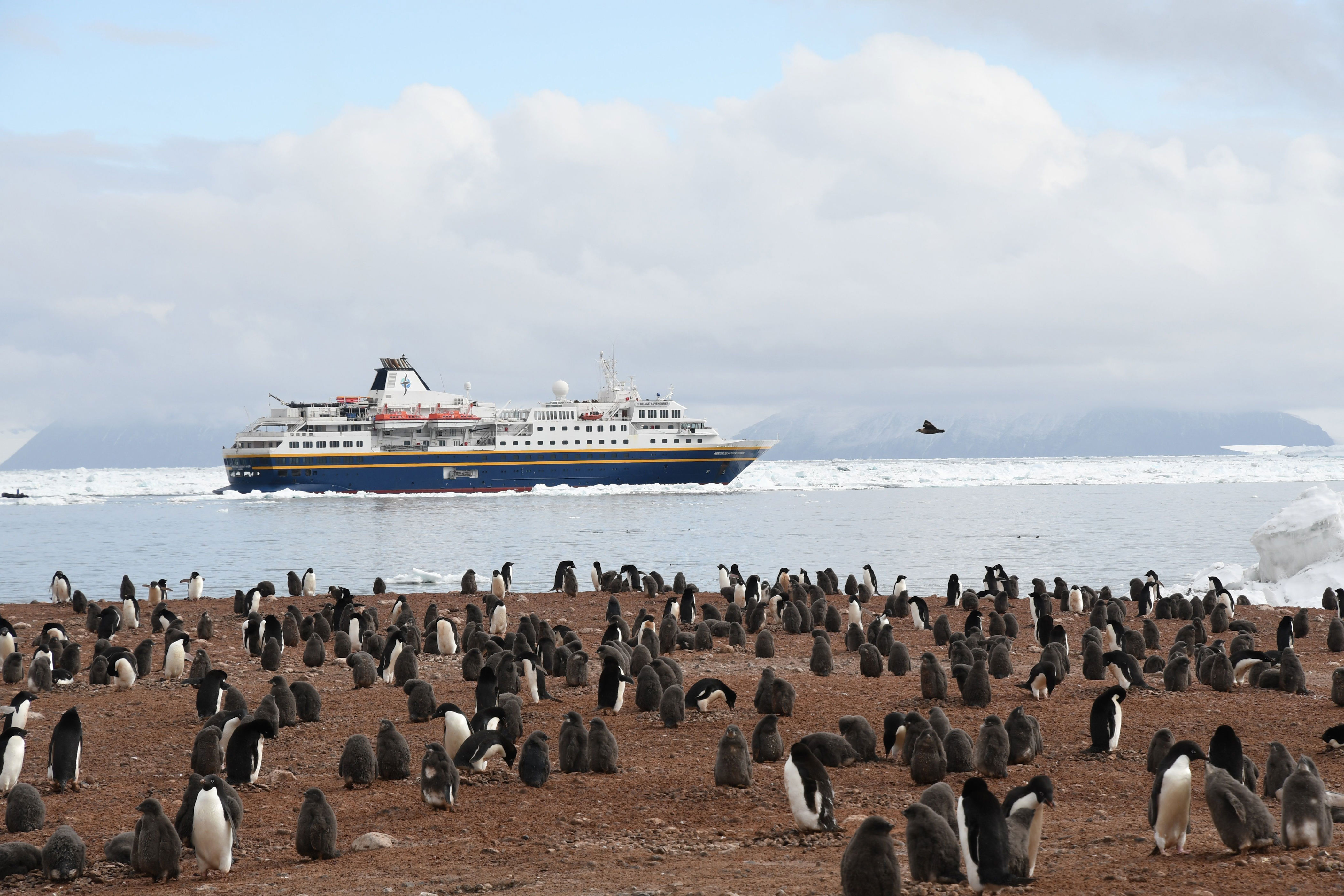 My journey to see all 19 penguin species in the wild, from Antarctica ...