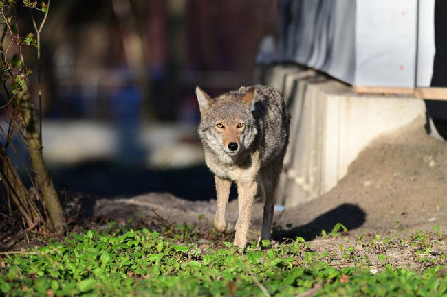 Laguna Woods residents alarmed by rising coyote attacks