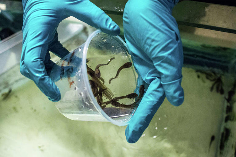 Endangered frogs have cut a famous Calif. trail in two for 20 years