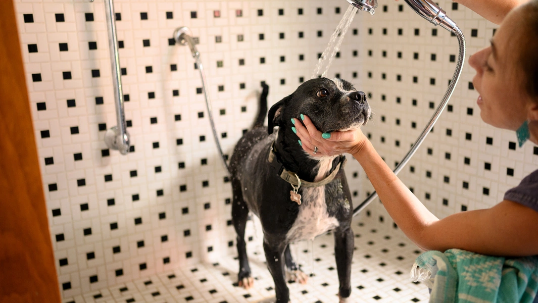 Making dog bath time stress free