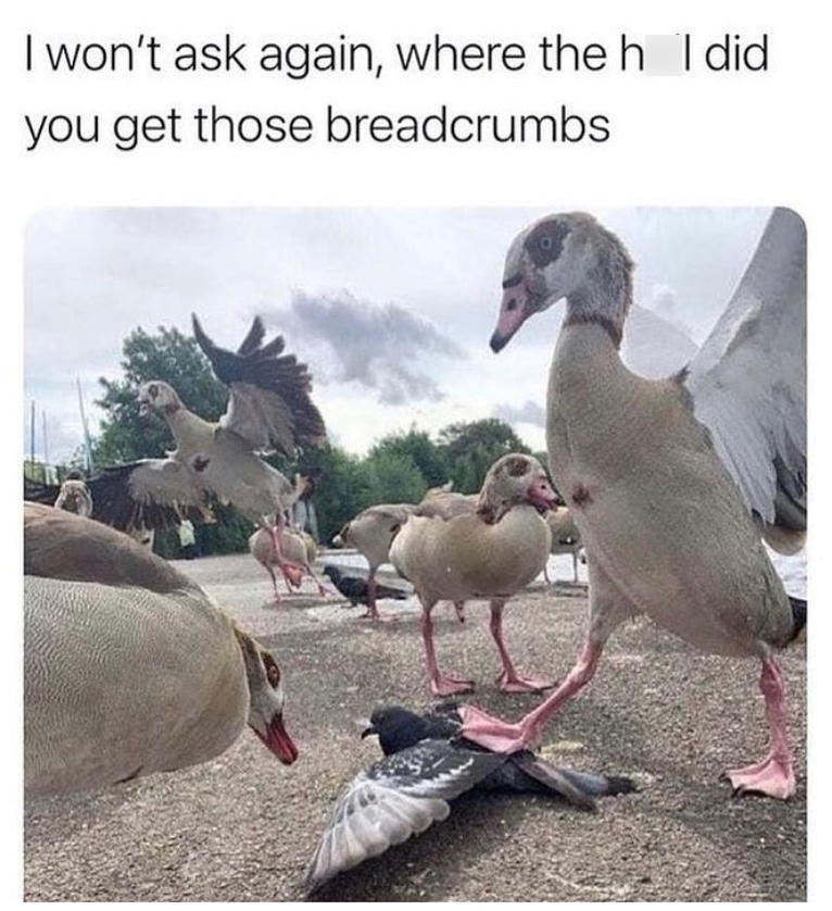 A lovely little batch of dove memes for fans of feathers and backyard drama