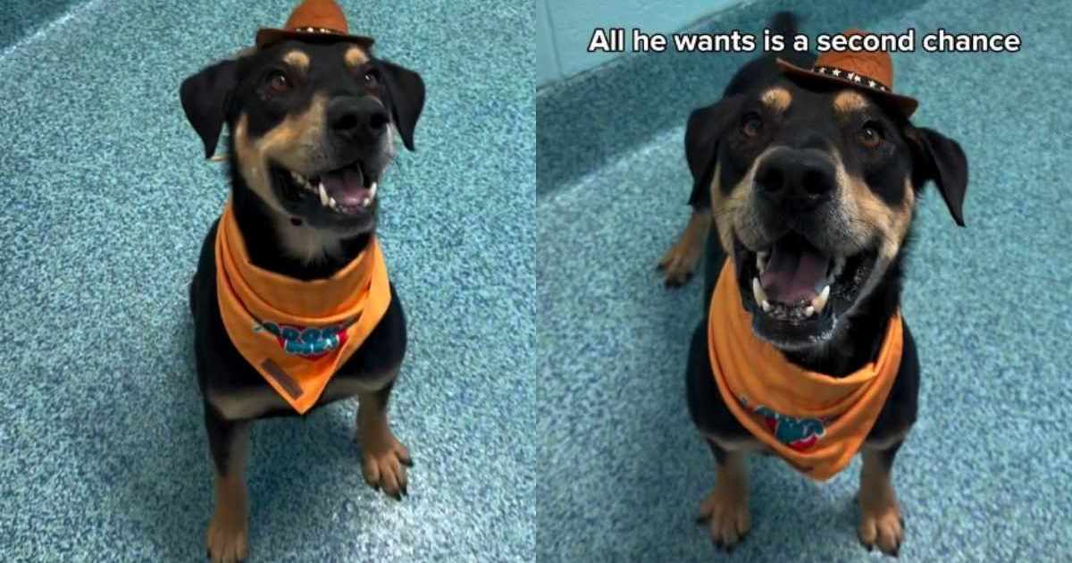 Shelter dog's adoption meeting fails when nobody comes but he still ...
