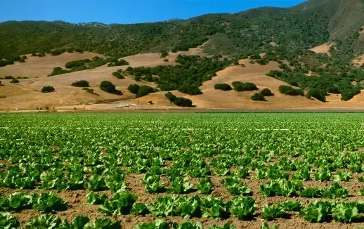 Why iceberg lettuce still wins hearts