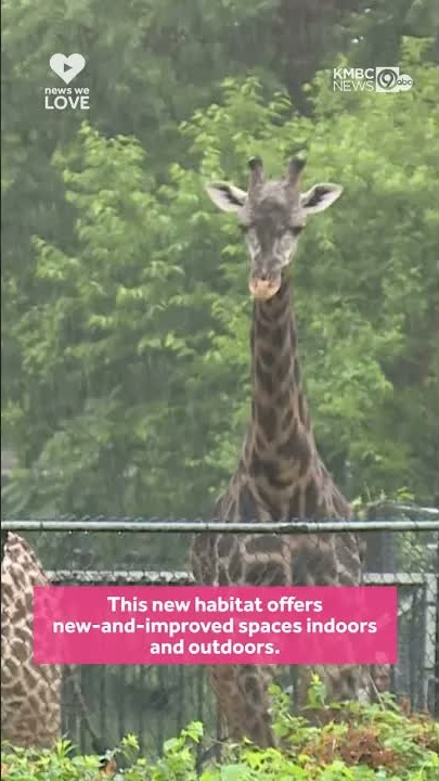 Kansas City Zoo's giraffe crossing officially opens