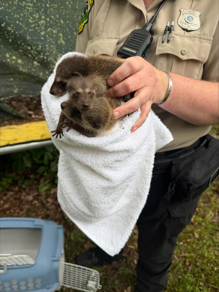 Look: Trapped raccoon family rescued from Maryland tree