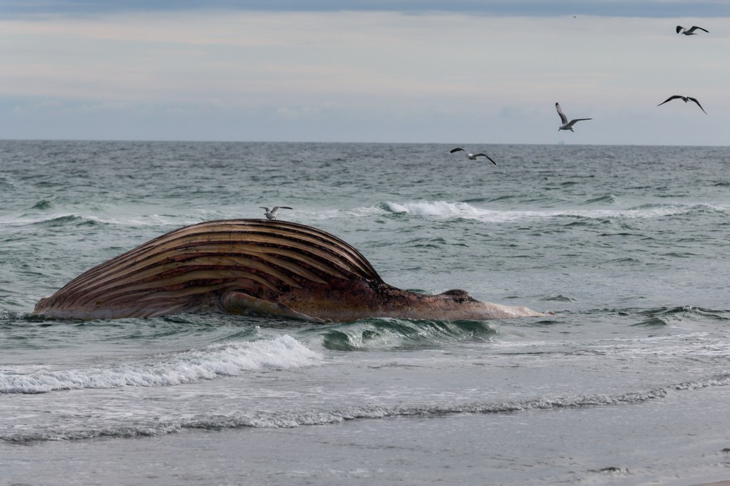 Fears carcass of Timmy the humpback whale could explode after failed £ ...