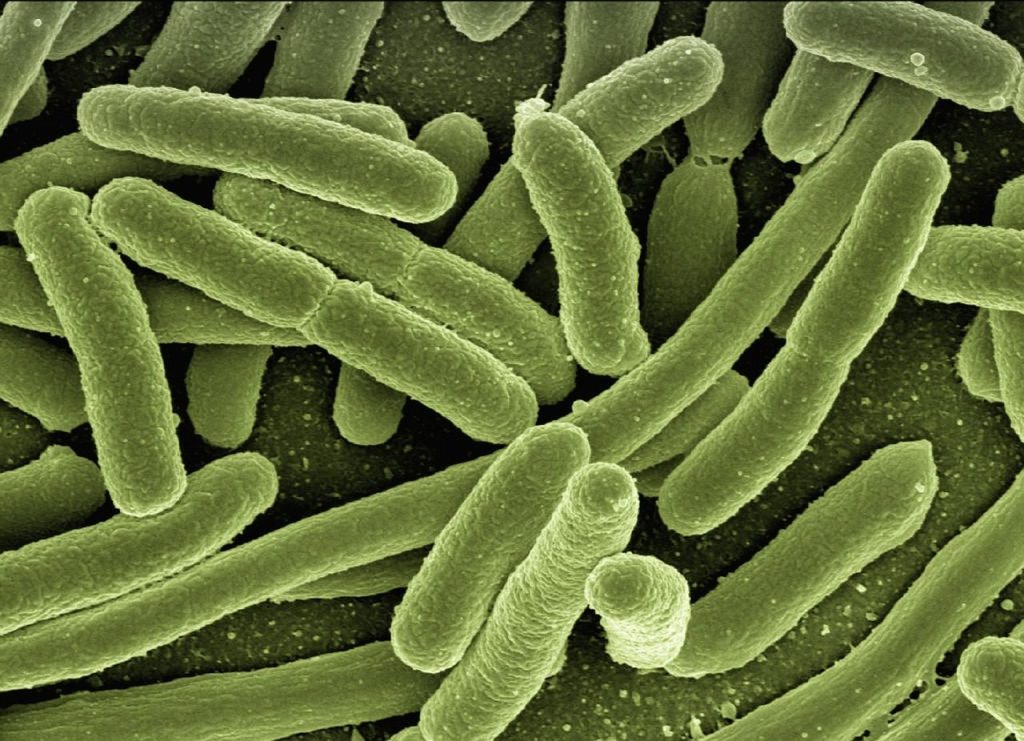 The new bacteria that can devour a water bottle in 4 hours