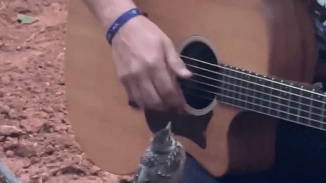 Wild bird lands on guitarist mid-song in Disney movie moment
