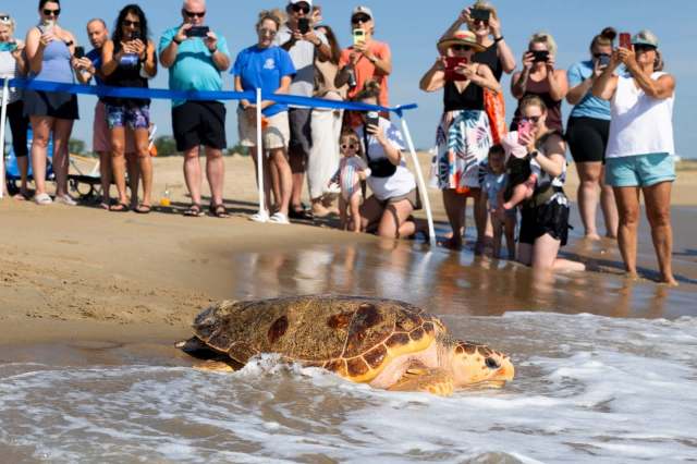 220-pound loggerhead returns to ocean after 8 months with a stingray ...