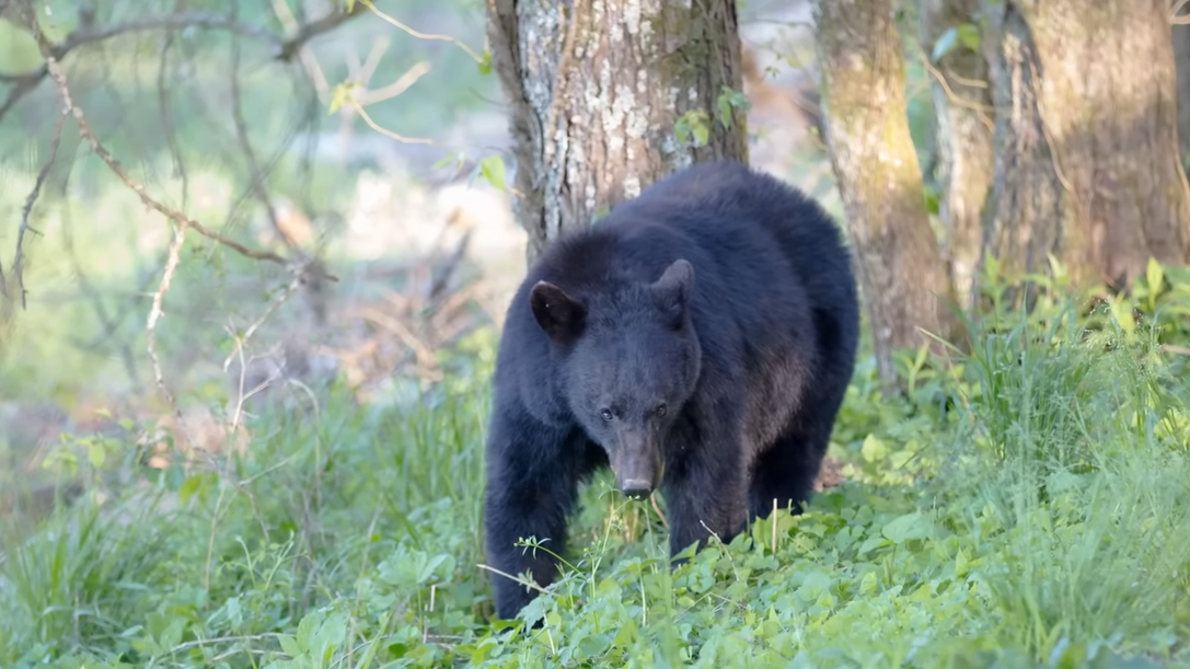 This bear mauled a man to death - eyewitnesses say it was unprovoked