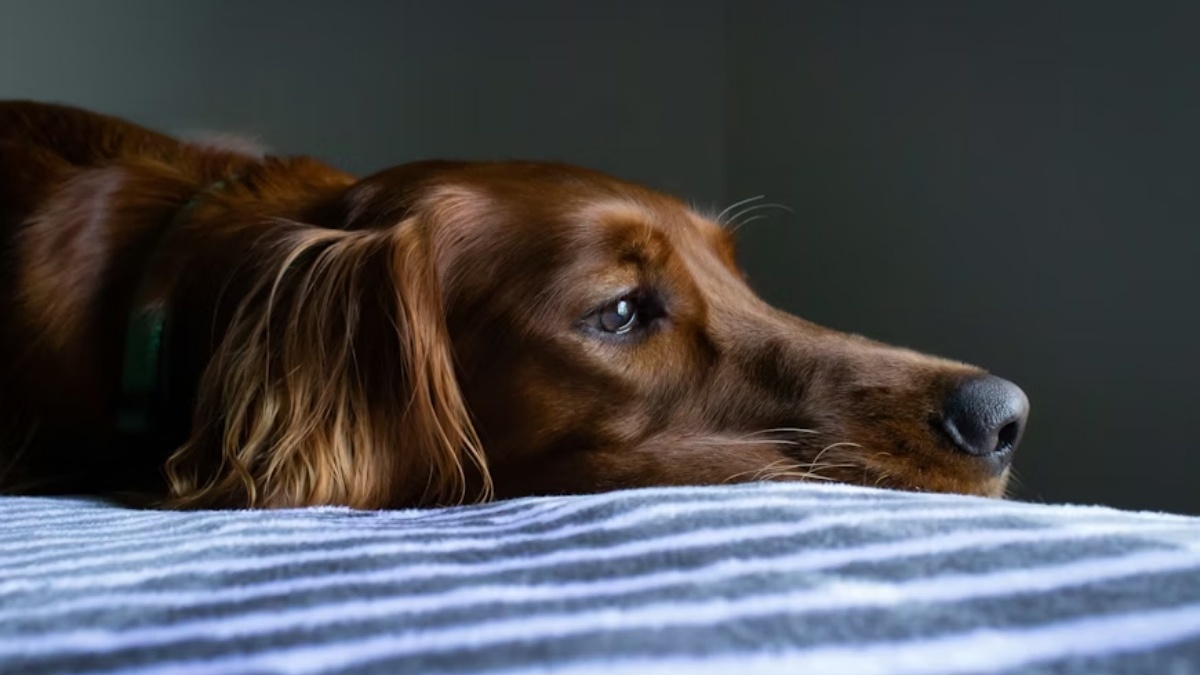 Your pet could be depressed without you realizing it: The silent signs