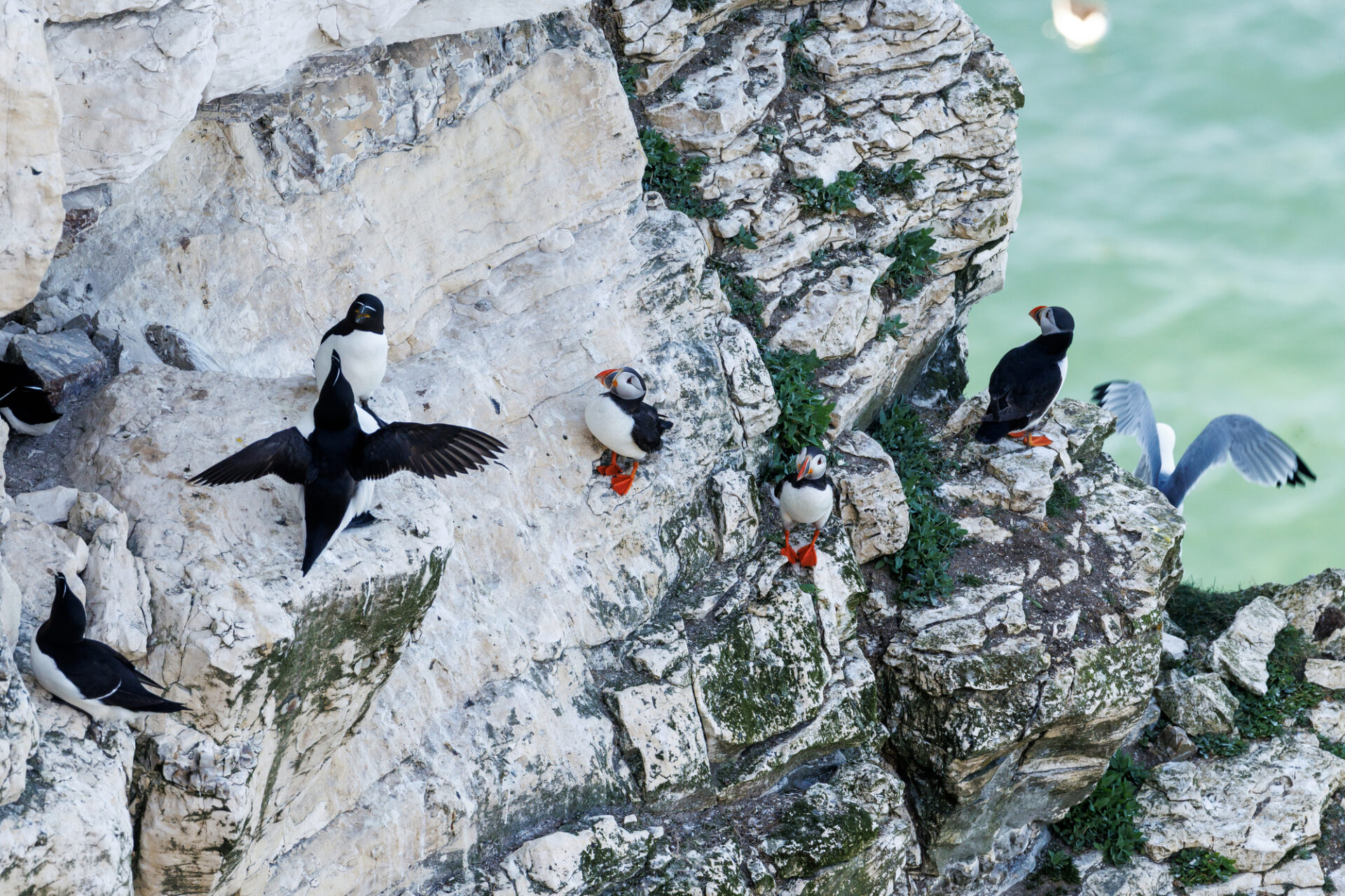 Bempton Cliffs welcome half a million seabirds