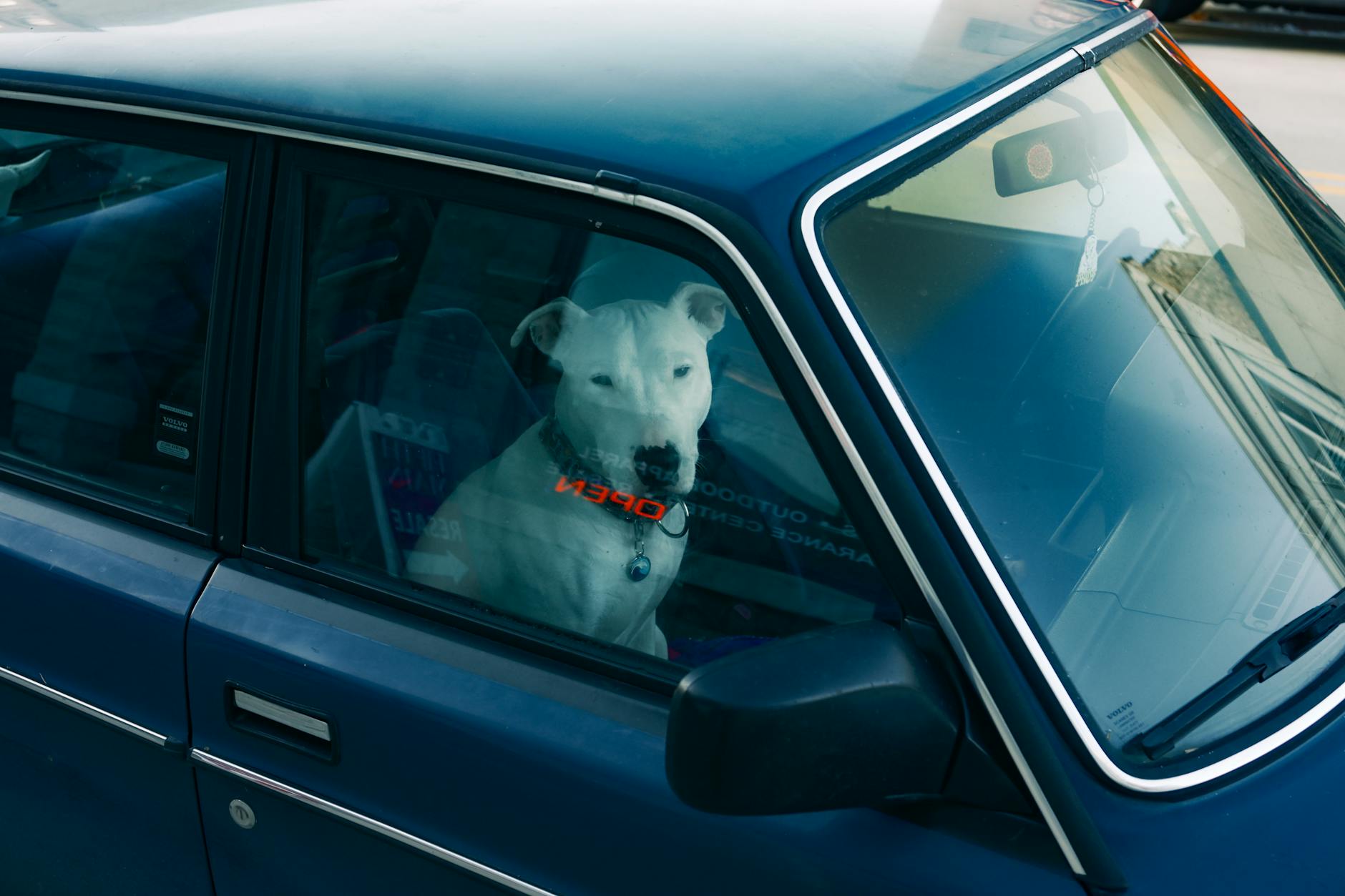 Dog in parked car accidentally shoots woman with shotgun
