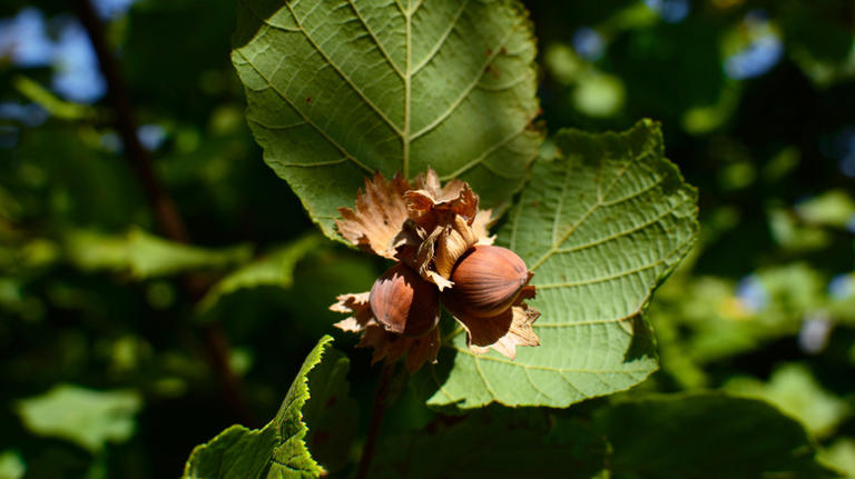 Ditch the ugly baffle: Keep squirrels out of feeders with a shrub they ...